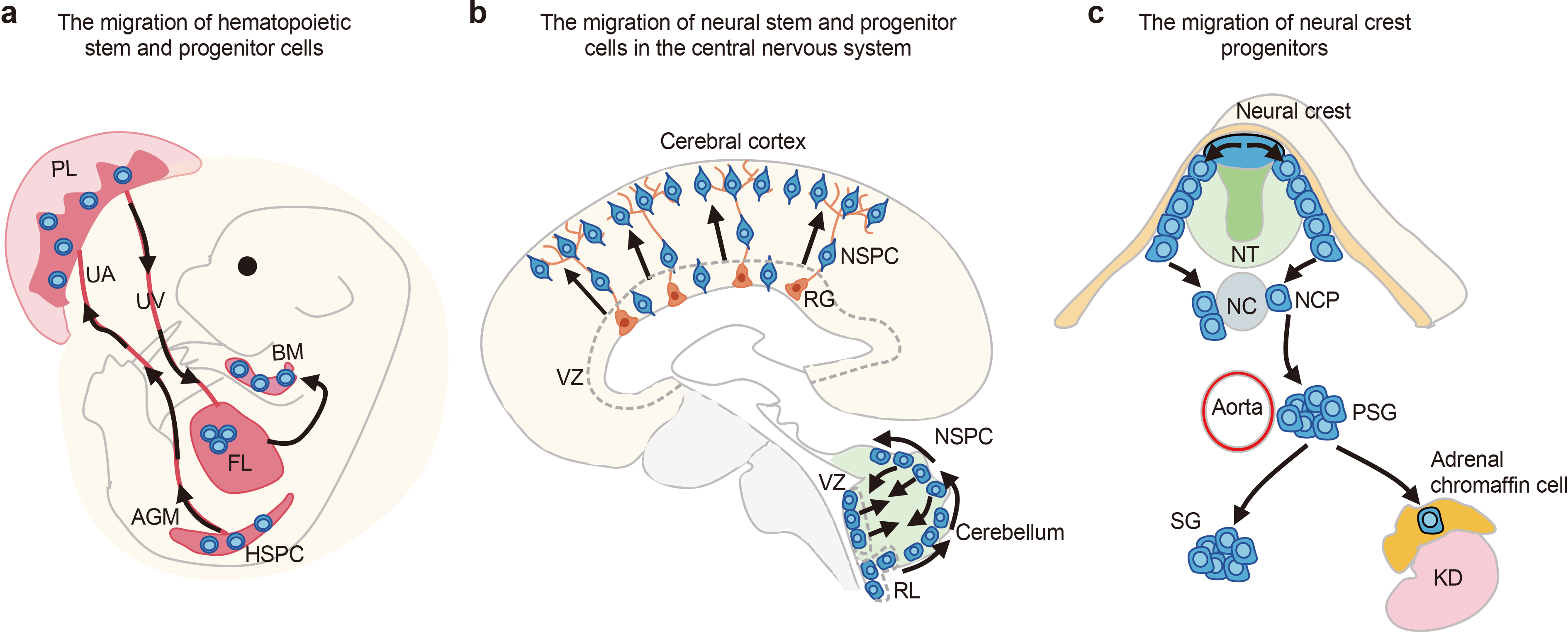 Is there a common developmental mechanism underlying childhood cancers?