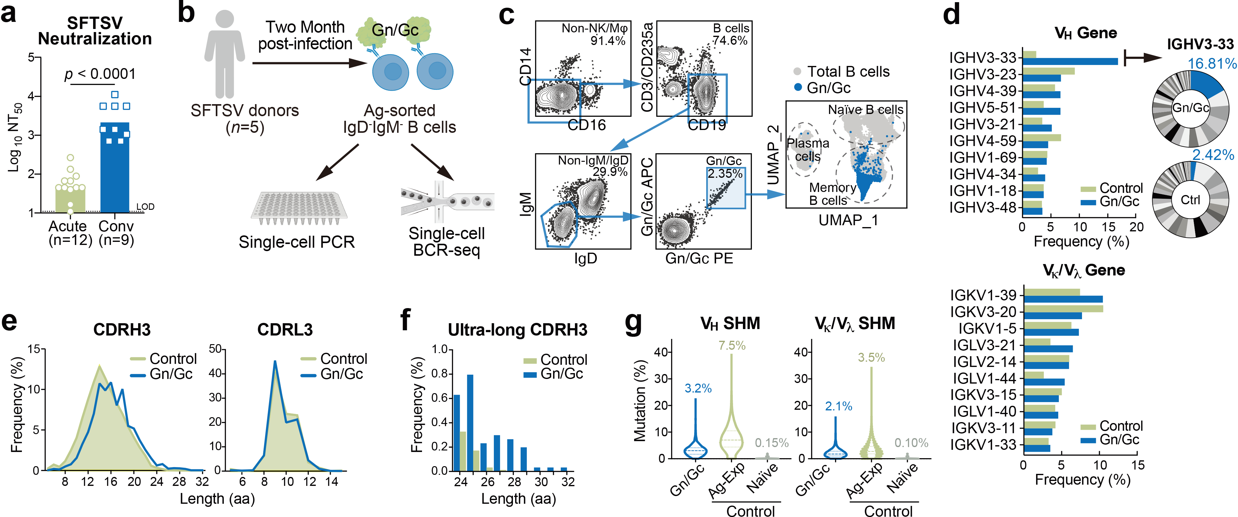 A potent interdomain epitope-targeting antibody protects against SFTSV ...